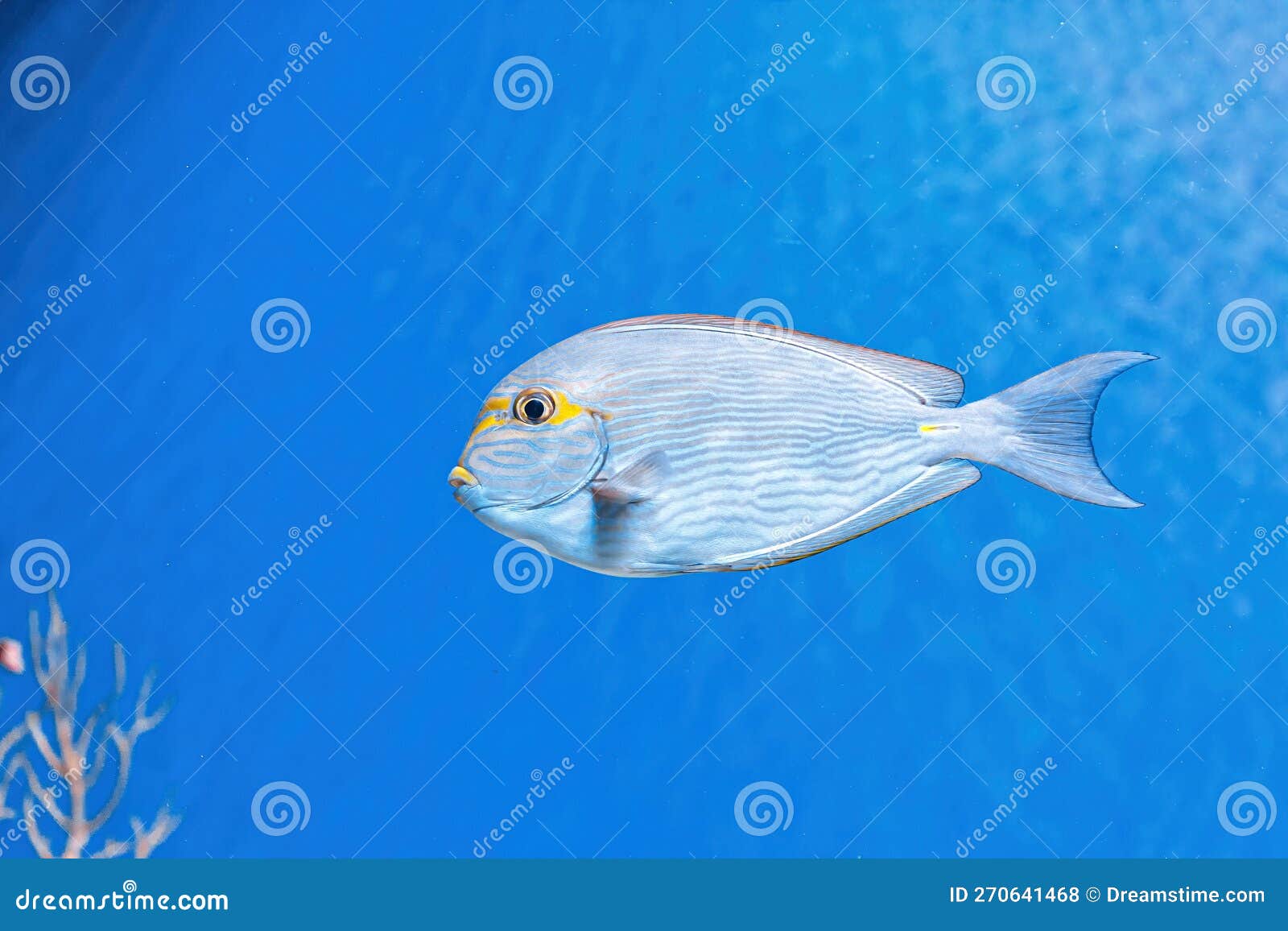 Underwater Shot of Fish Acanthurus Mata Stock Photo - Image of elongate ...
