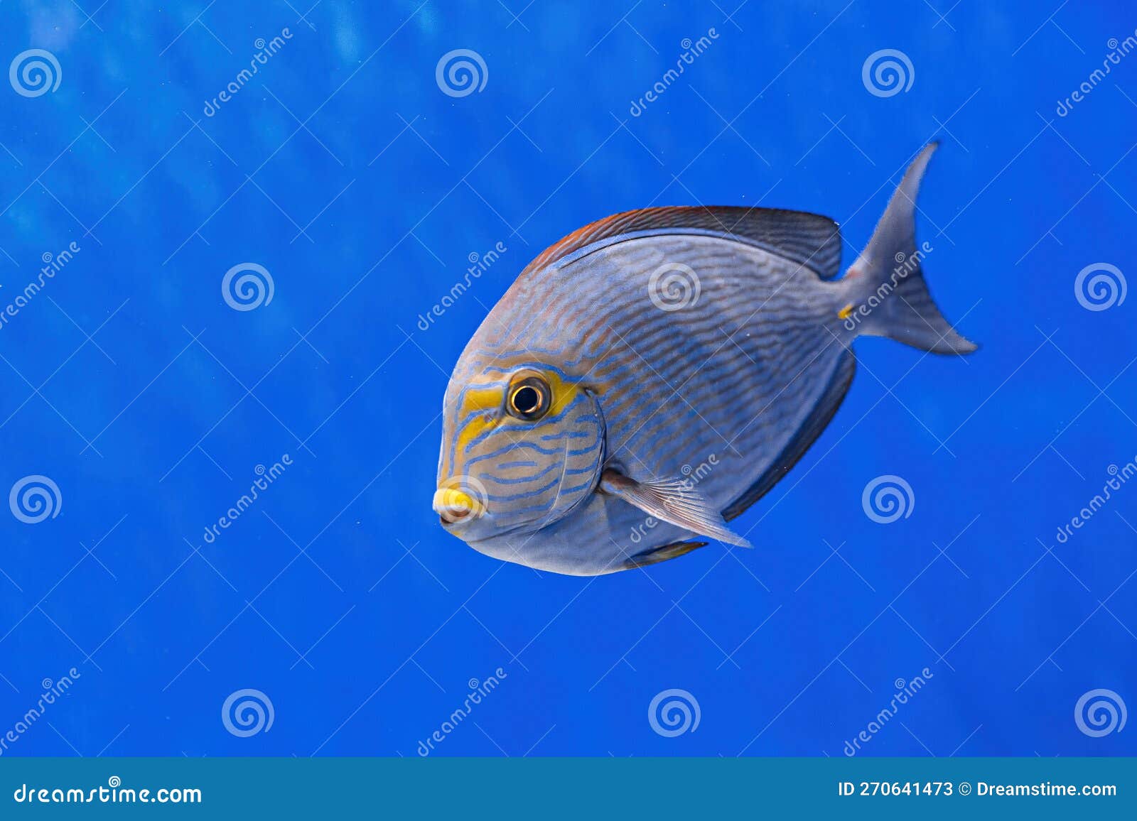 Underwater Shot of Fish Acanthurus Mata Stock Image - Image of life ...