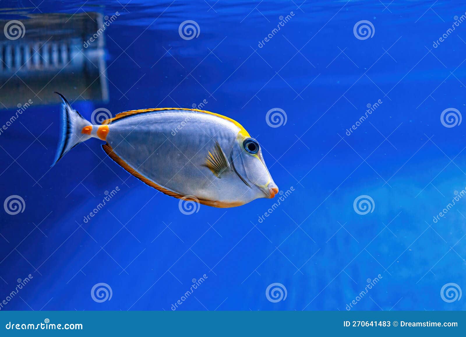 Underwater Shot of Fish Acanthurus Mata Stock Image - Image of ...
