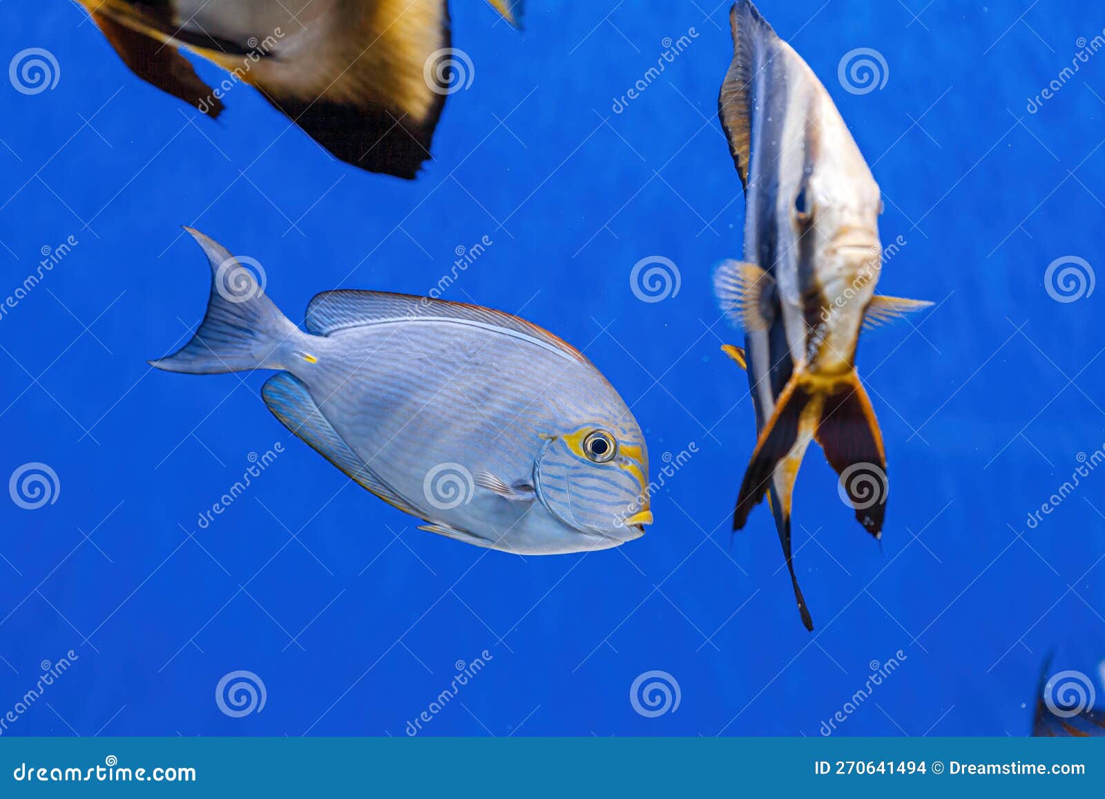 Underwater Shot of Fish Acanthurus Mata Stock Photo - Image of animal ...