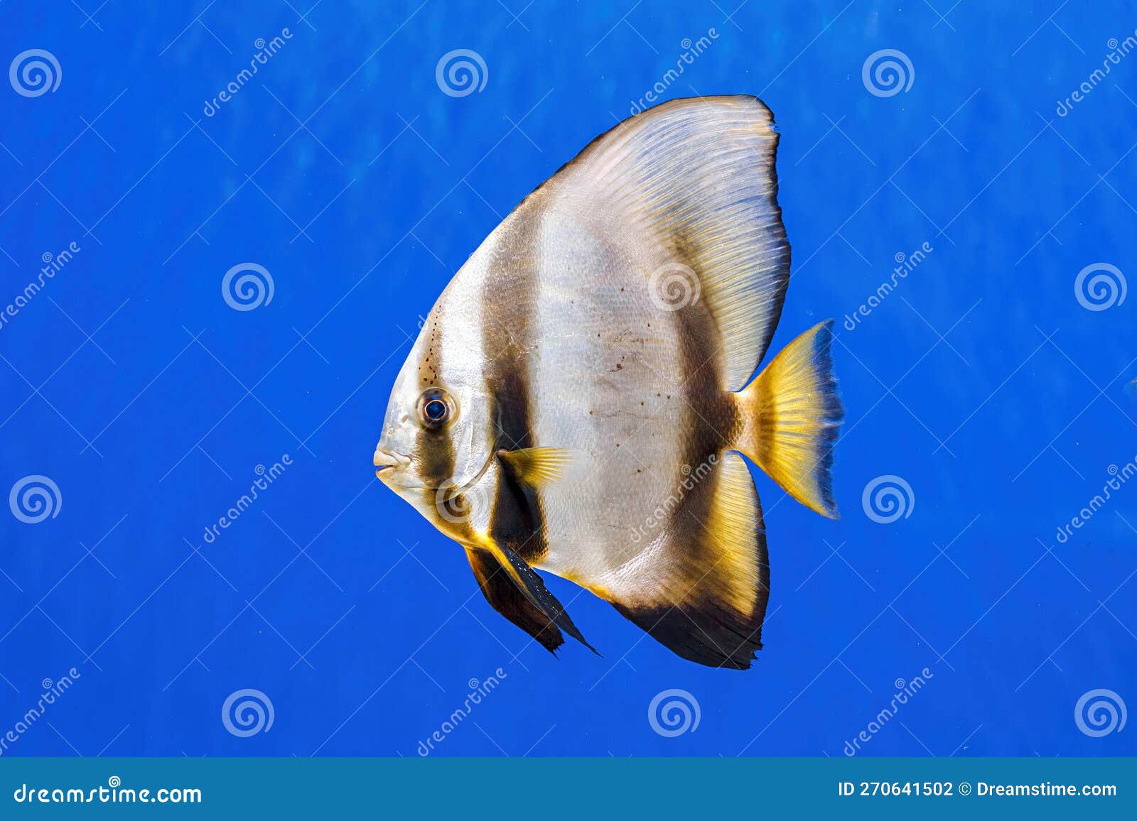 Underwater Shot of Fish Platax Orbicularis Stock Photo - Image of ...
