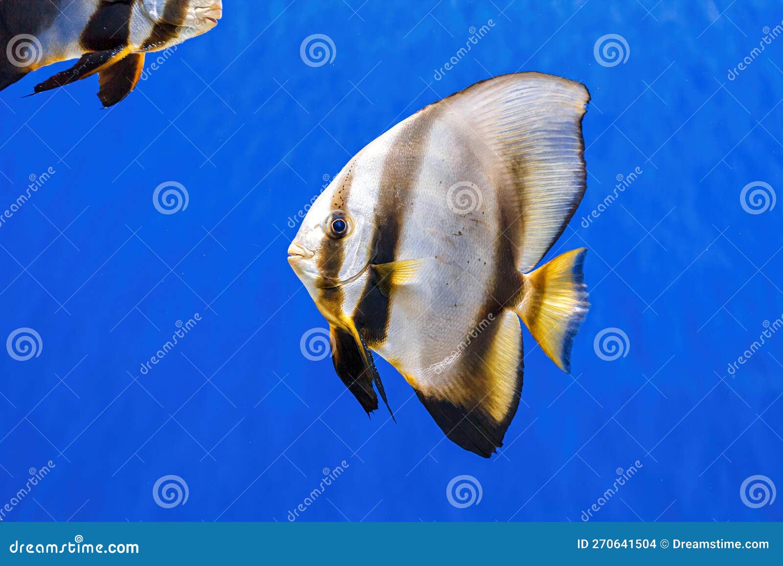 Underwater Shot of Fish Platax Orbicularis Stock Photo - Image of life ...