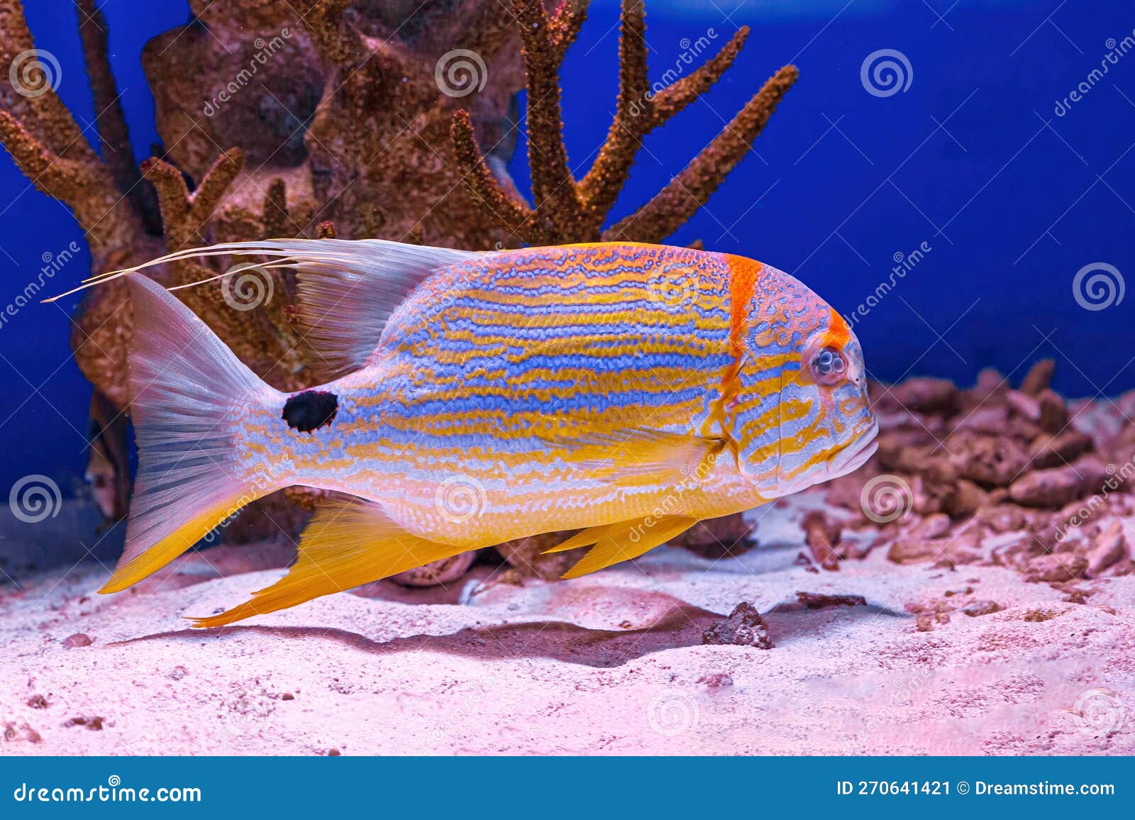 Underwater Shot of Fish Symphorichthys Spilurus Stock Image - Image of ...