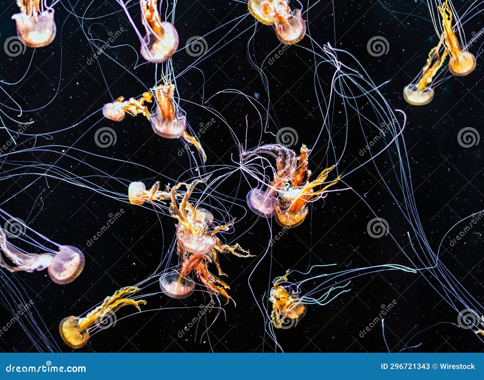 Underwater Shot of Multiple Jellyfish Swimming in the Water Stock Image ...