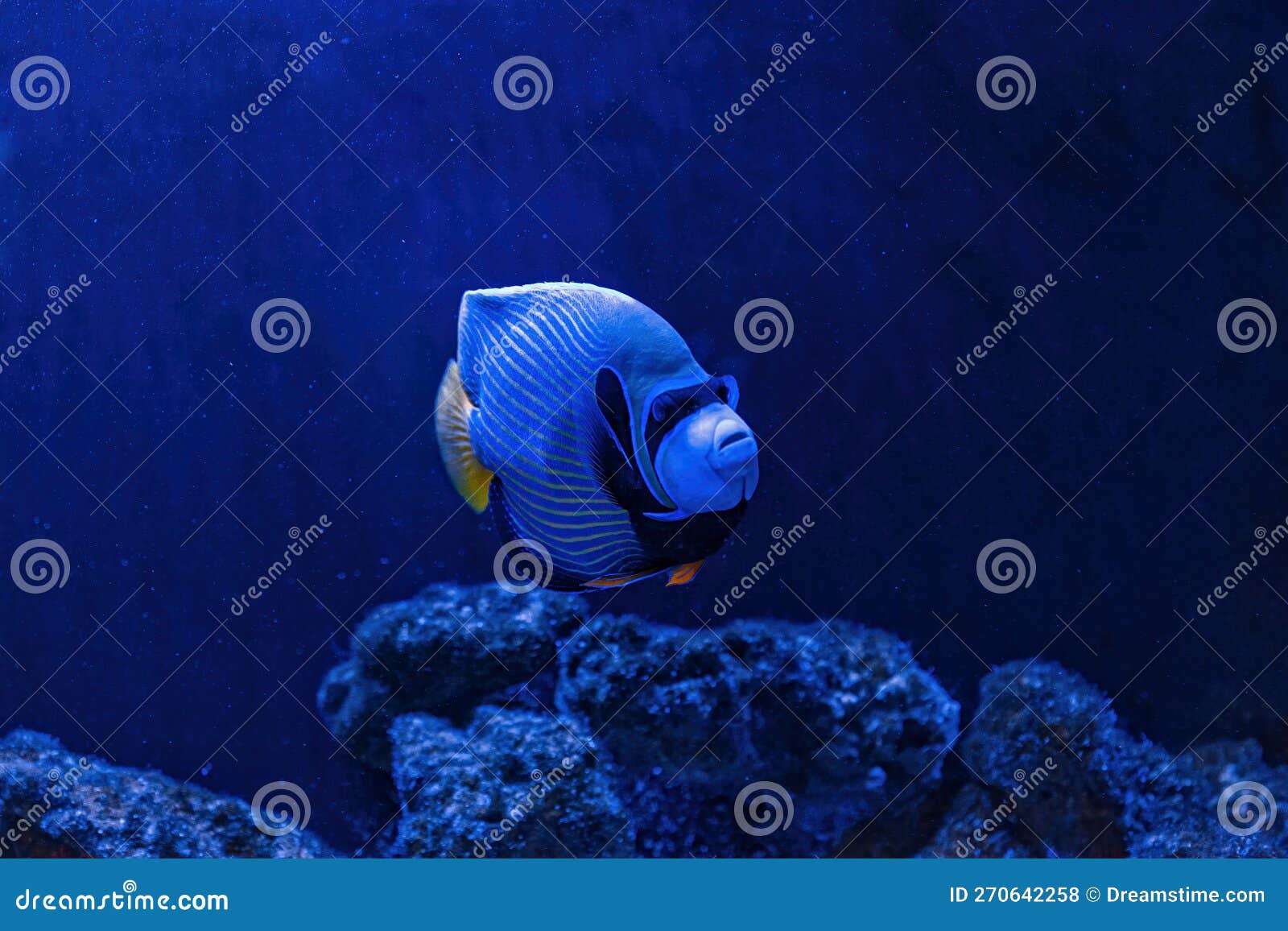 Underwater Shot of Pomacanthus Imperator Fish Stock Photo - Image of ...
