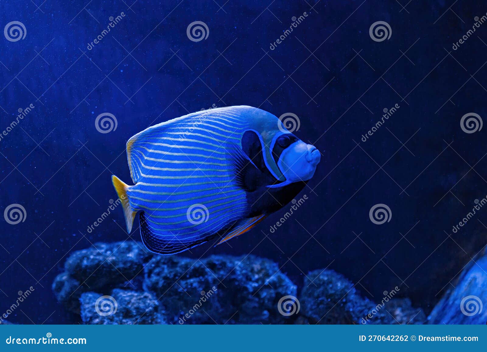 Underwater Shot of Pomacanthus Imperator Fish Stock Photo - Image of ...