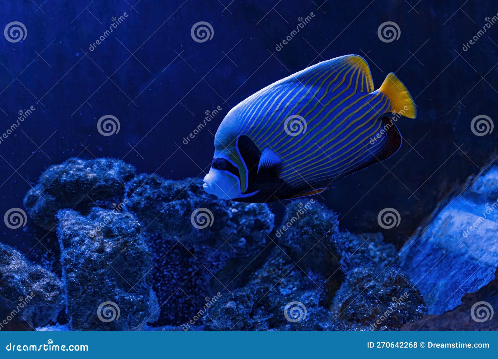 Underwater Shot of Pomacanthus Imperator Fish Stock Photo - Image of ...