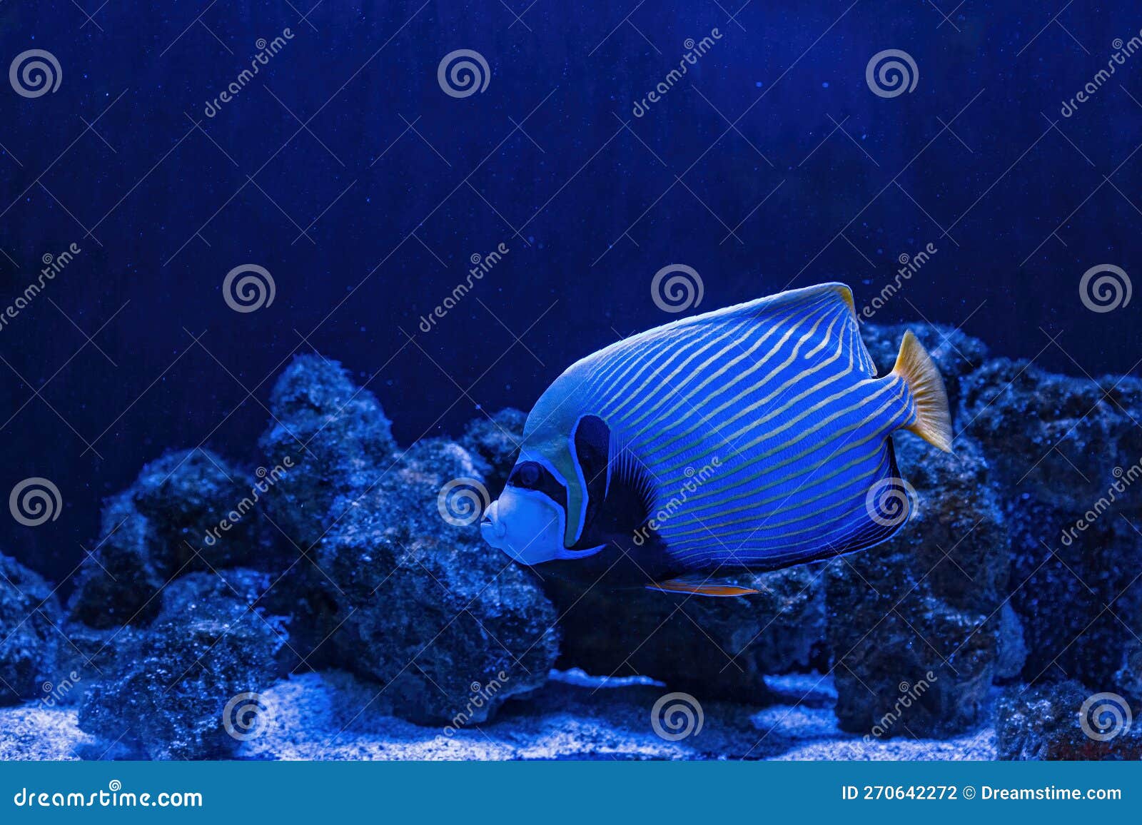Underwater Shot of Pomacanthus Imperator Fish Stock Photo - Image of ...
