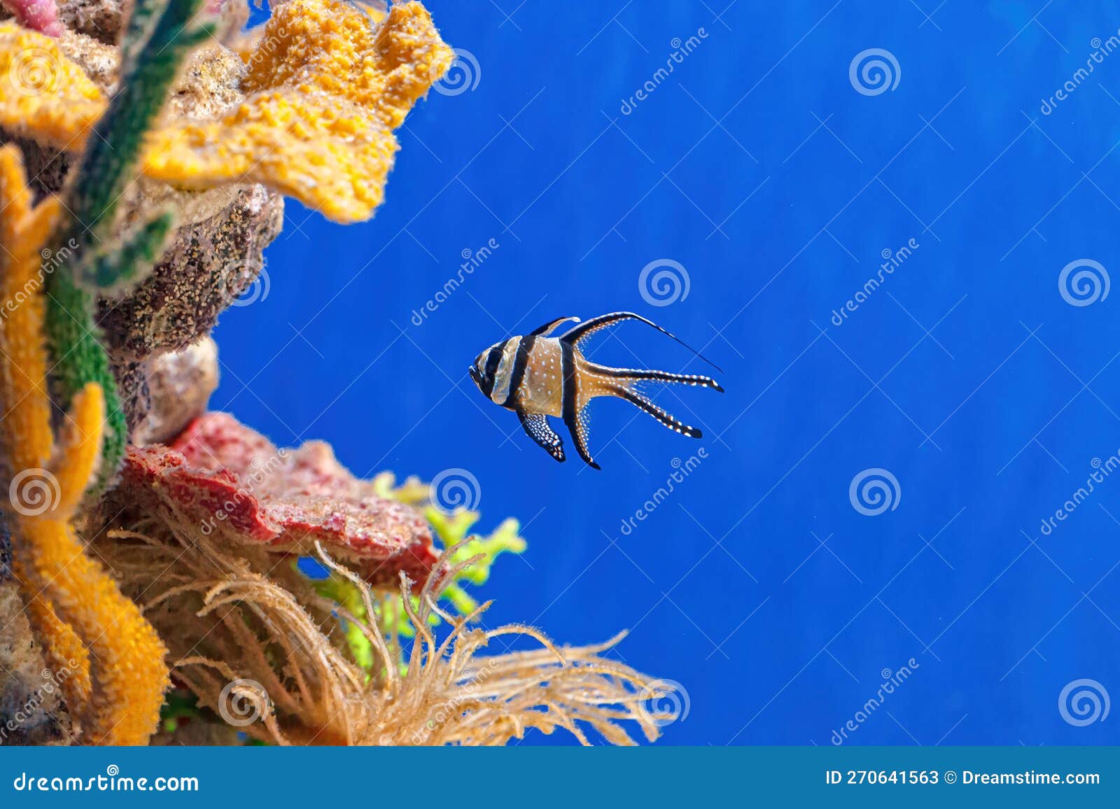 Underwater Shot of Pterapogon Kauderni Fish Stock Image - Image of ...