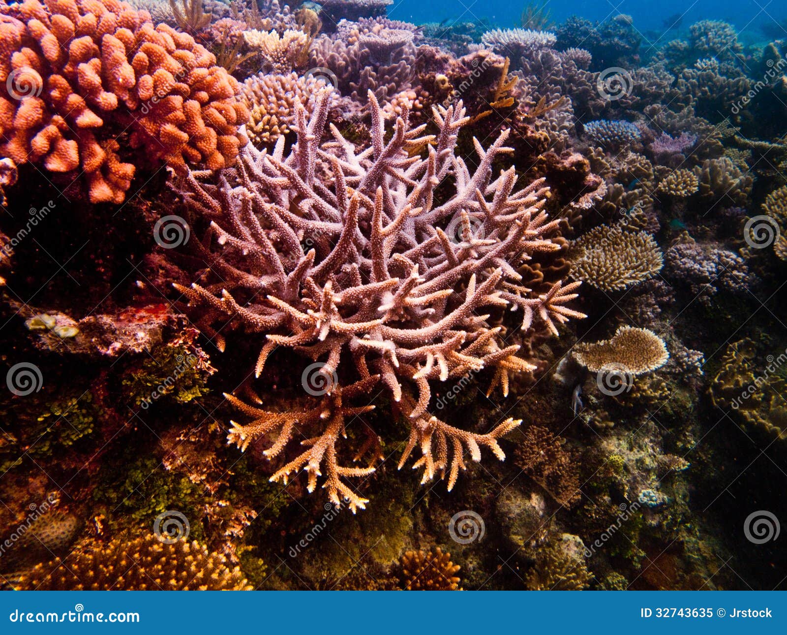 Underwater Shot of Some Spiky Coral Reef Stock Image - Image of ocean ...
