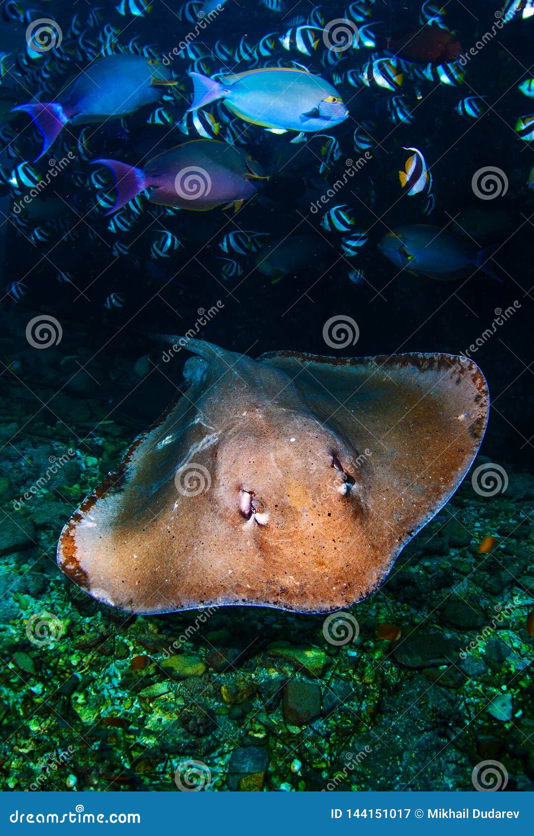 Underwater Shot of the Stingray Stock Image - Image of gliding, nature ...