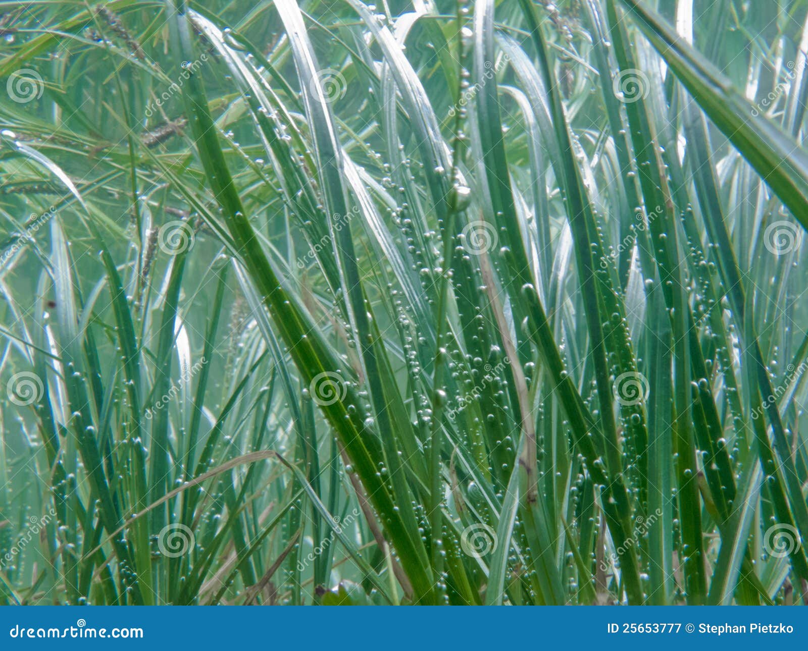 Underwater Shot of Submerged Grass and Plants Stock Image - Image of ...
