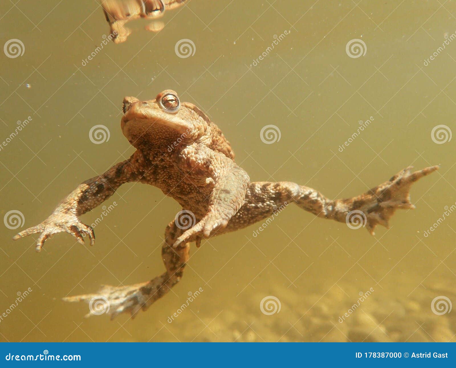 Underwater Shot of a Toad in a Moor Lake in Bavaria Stock Photo - Image ...