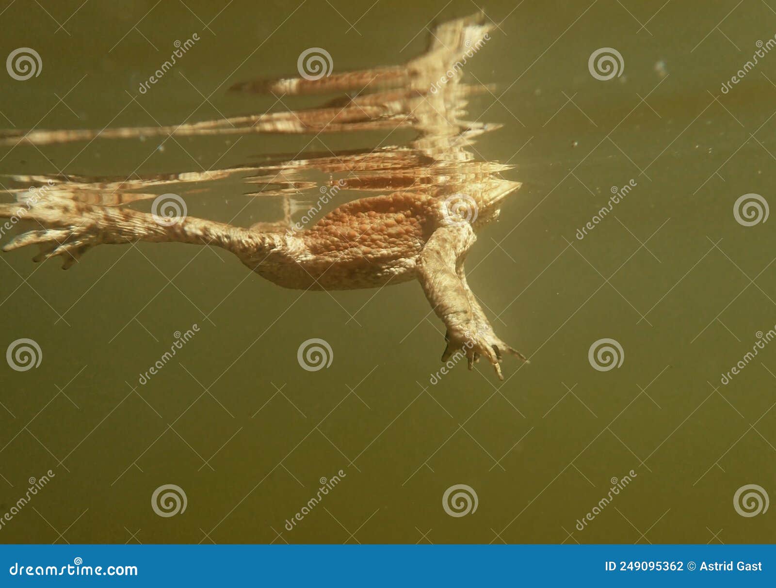 Underwater Shot of Toads Swimming on the Surface of a Lake Stock Photo ...