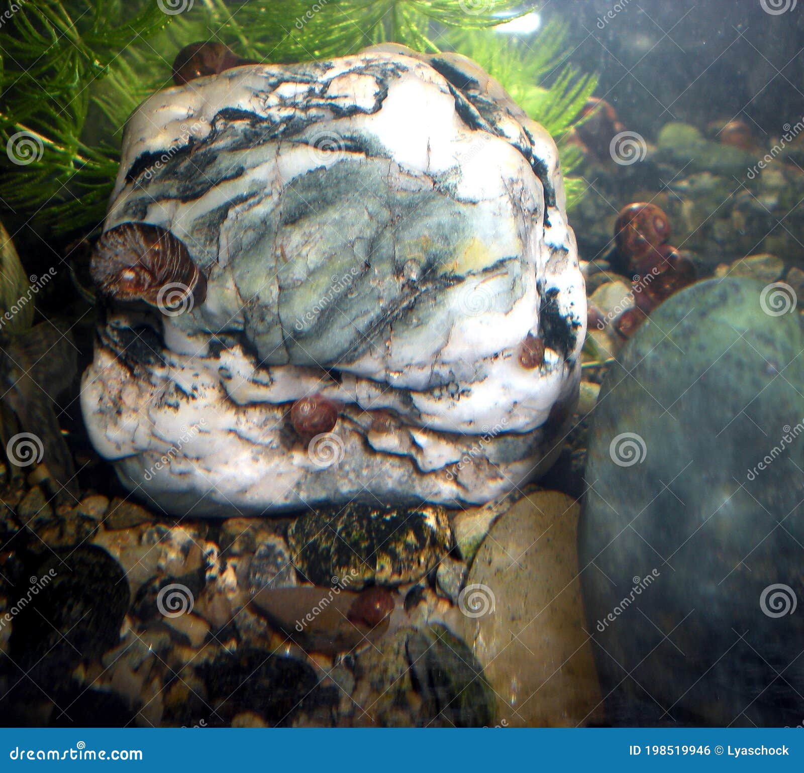 Underwater Snails on a Rock in Freshwater River. Underwater Stock Photo ...