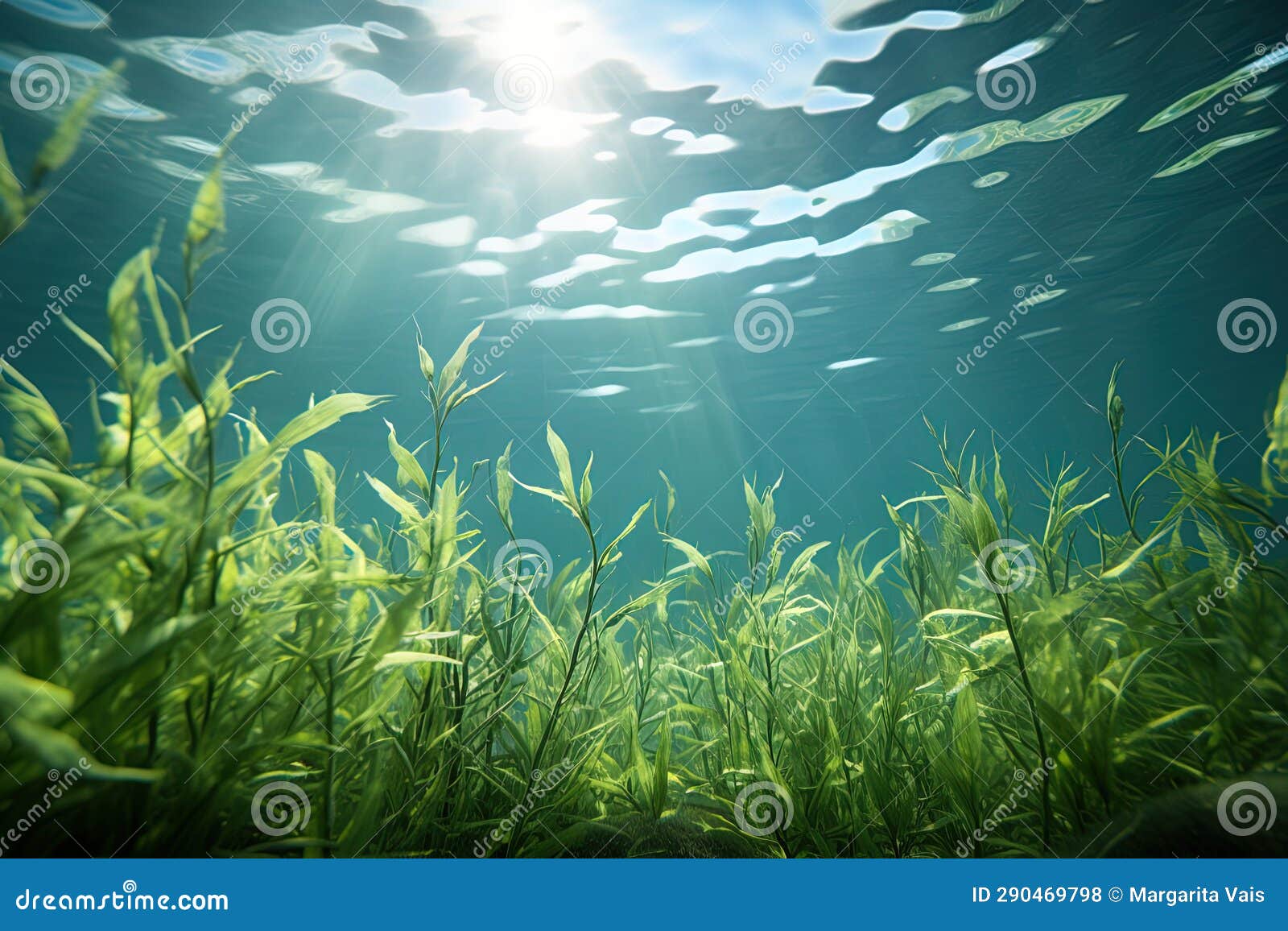 An Underwater Species of Algae Growing Deep Beneath the Sunlight Lit ...
