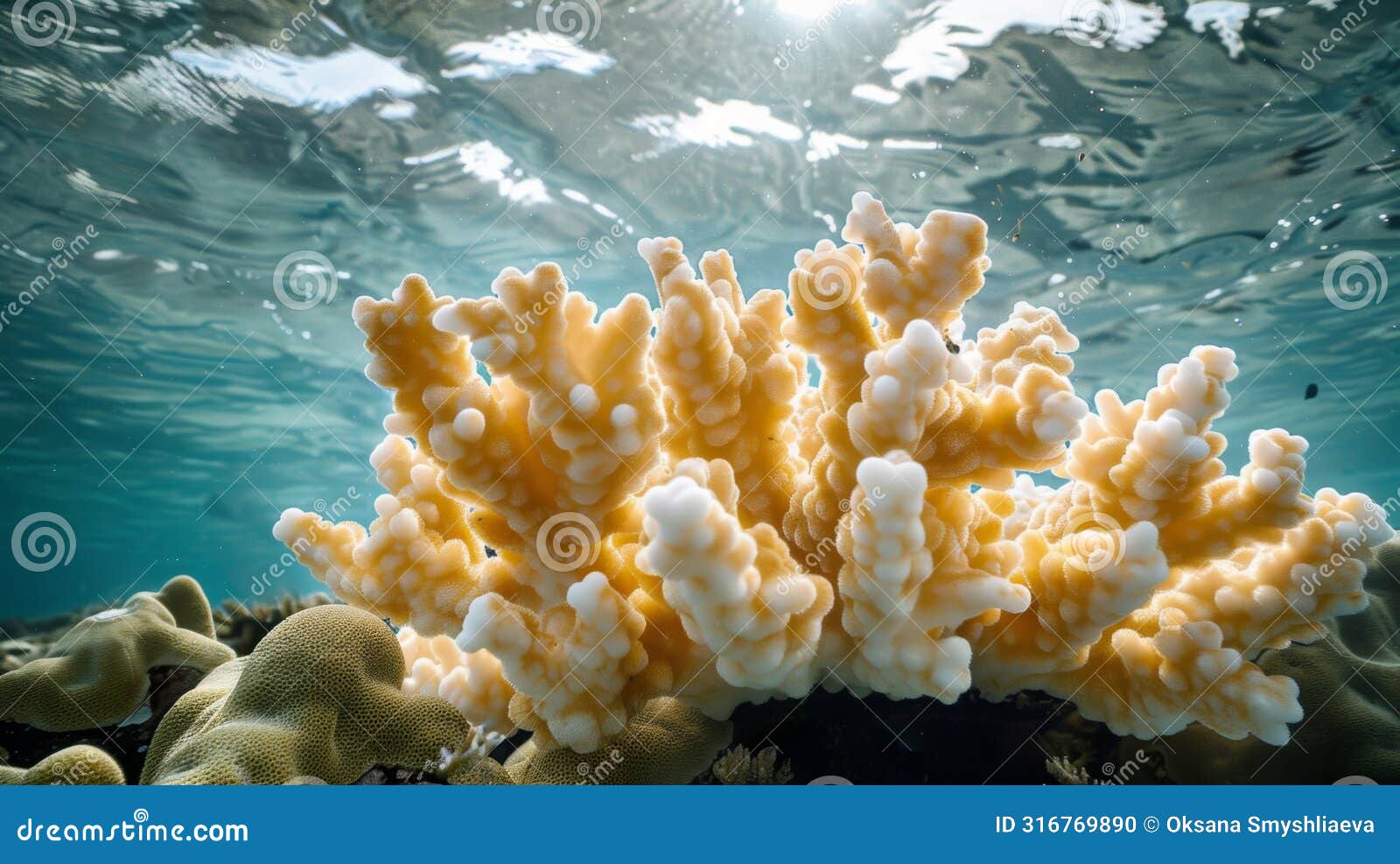 Underwater Splendor: Sunlit Coral Reef Ecosystem in Pristine Waters ...