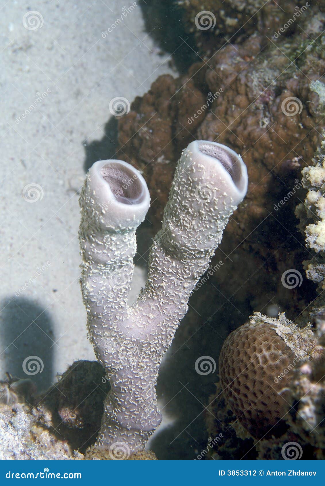 Underwater sponges stock photo. Image of relaxation, deep - 3853312