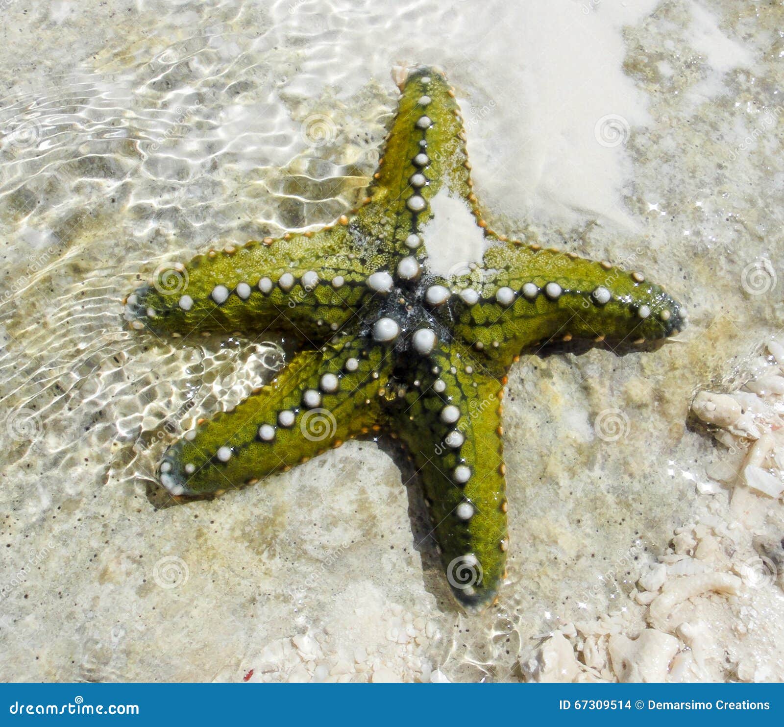 Underwater Starfish of Zanzibar Stock Photo - Image of green, starfish ...