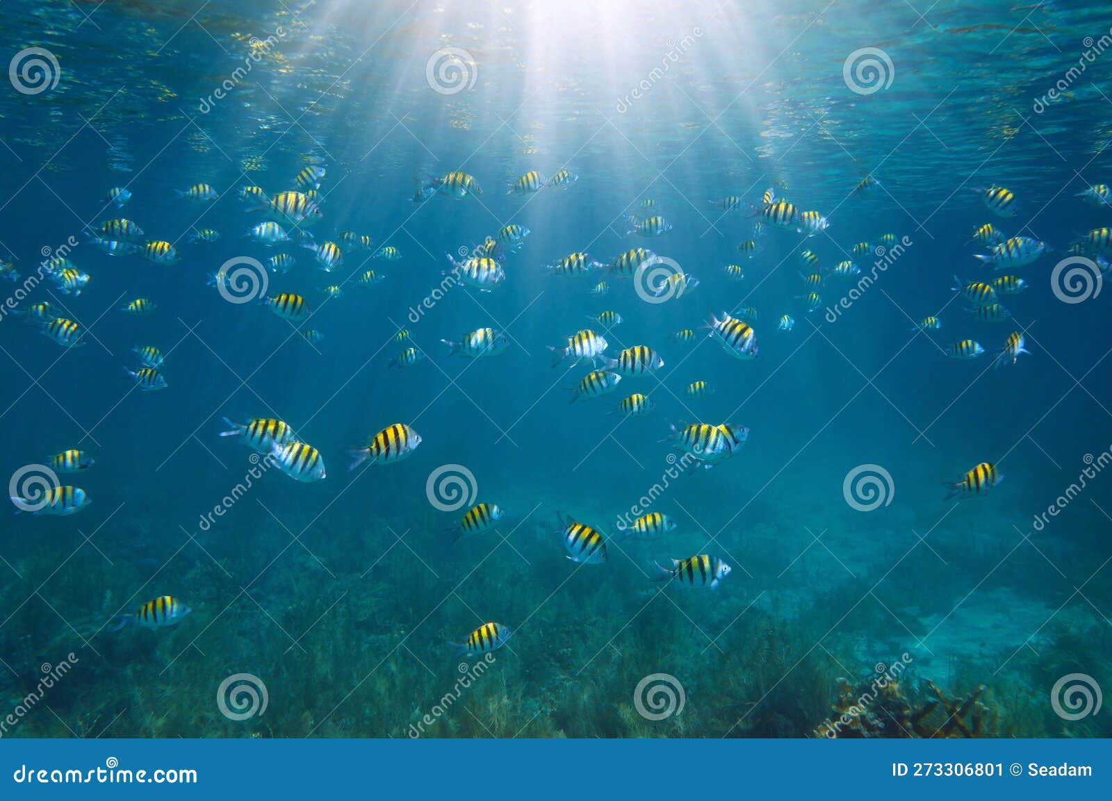Underwater Sunlight with Fish in the Sea Sergeant Major Fish Stock ...