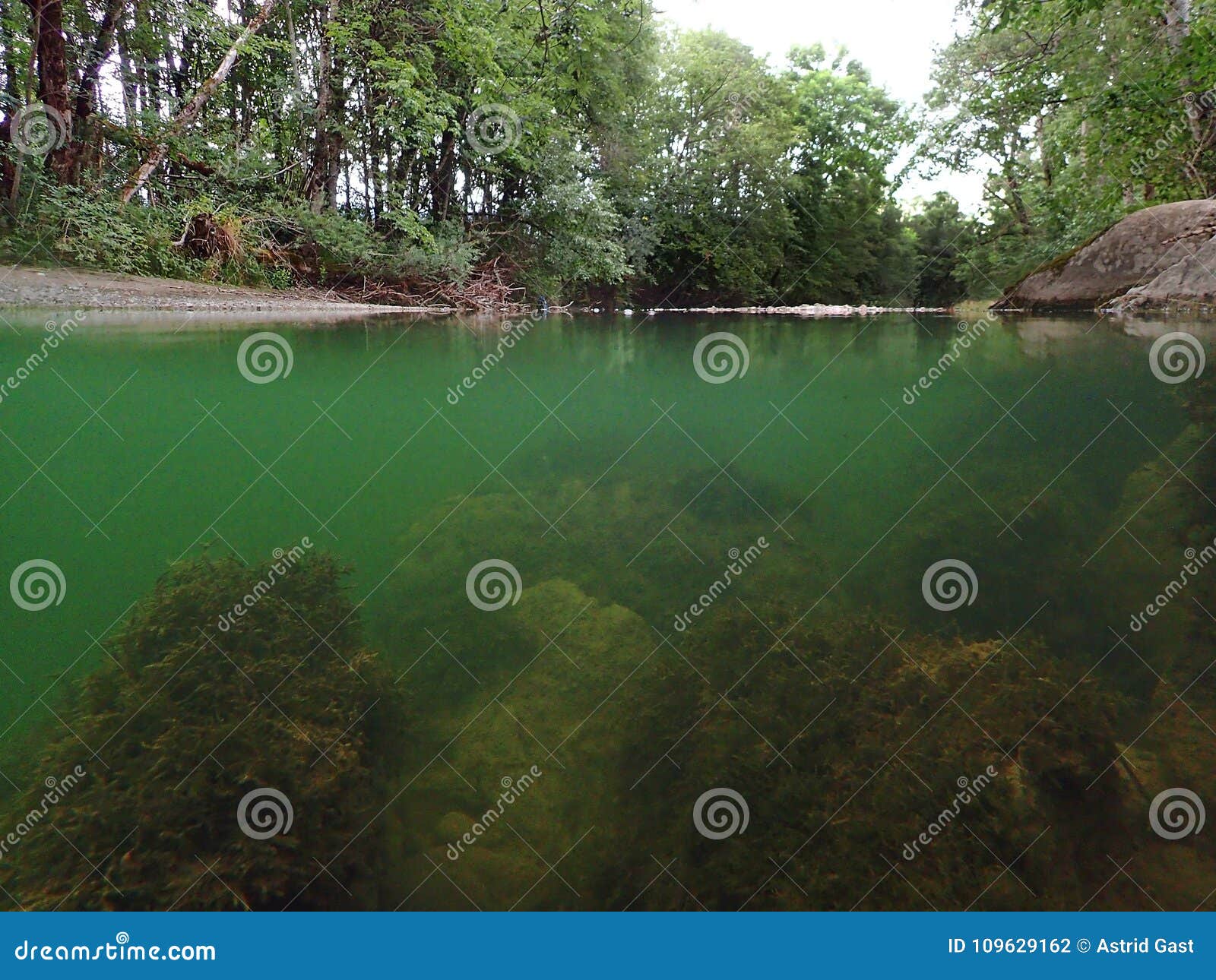 Underwater and Surface Water Absorption from a Stream Stock Photo ...