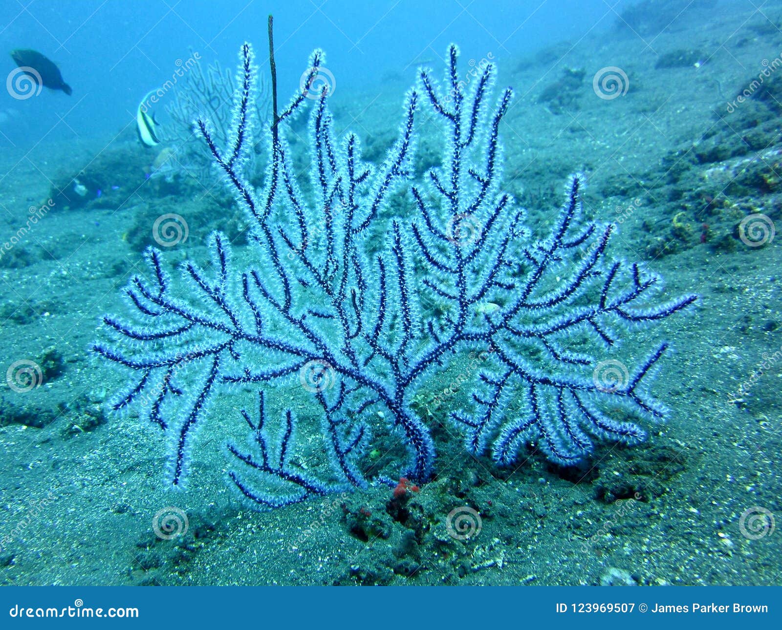 Underwater Tree stock image. Image of like, shell, tree - 123969507