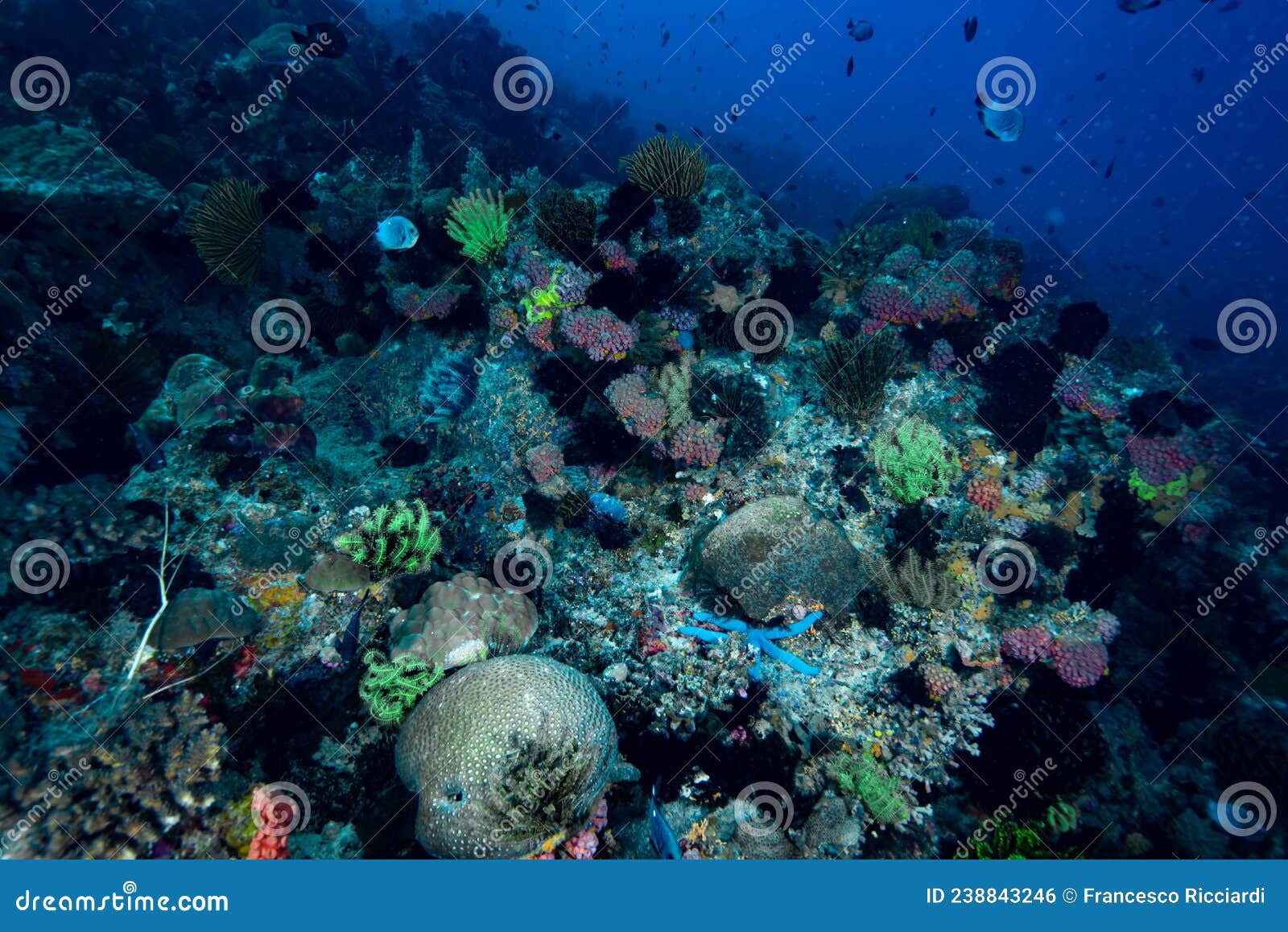Underwater Tropical Coral Reef Philippines Stock Photo - Image of ocean ...