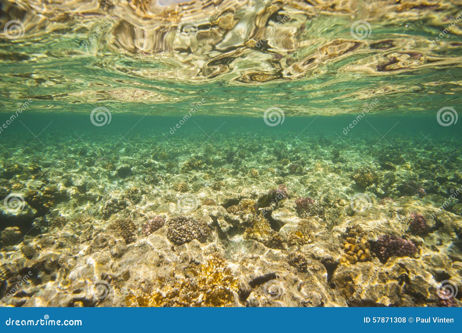 Underwater Tropical Coral Reef Stock Photo - Image of ripple, water ...