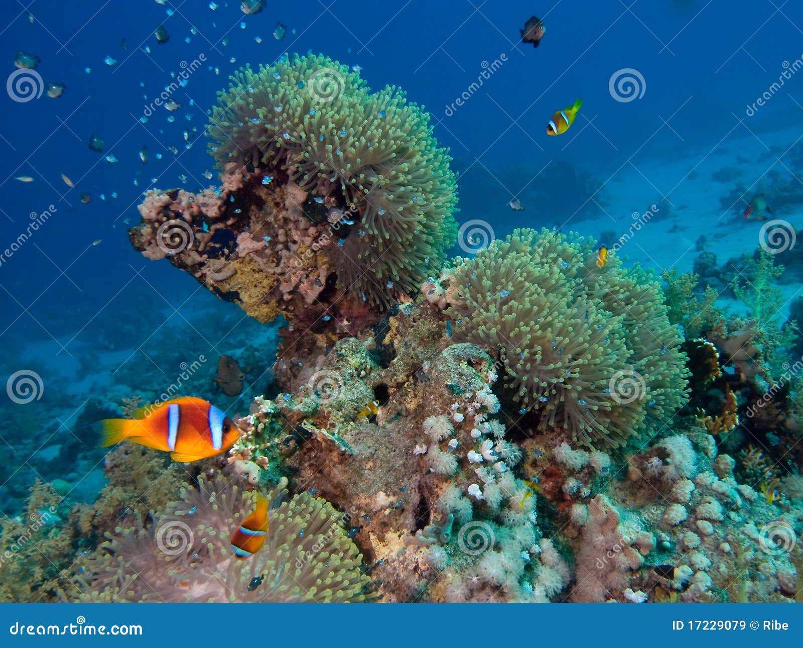 Underwater Tropical Reef Scene Stock Image - Image of coral, marine ...