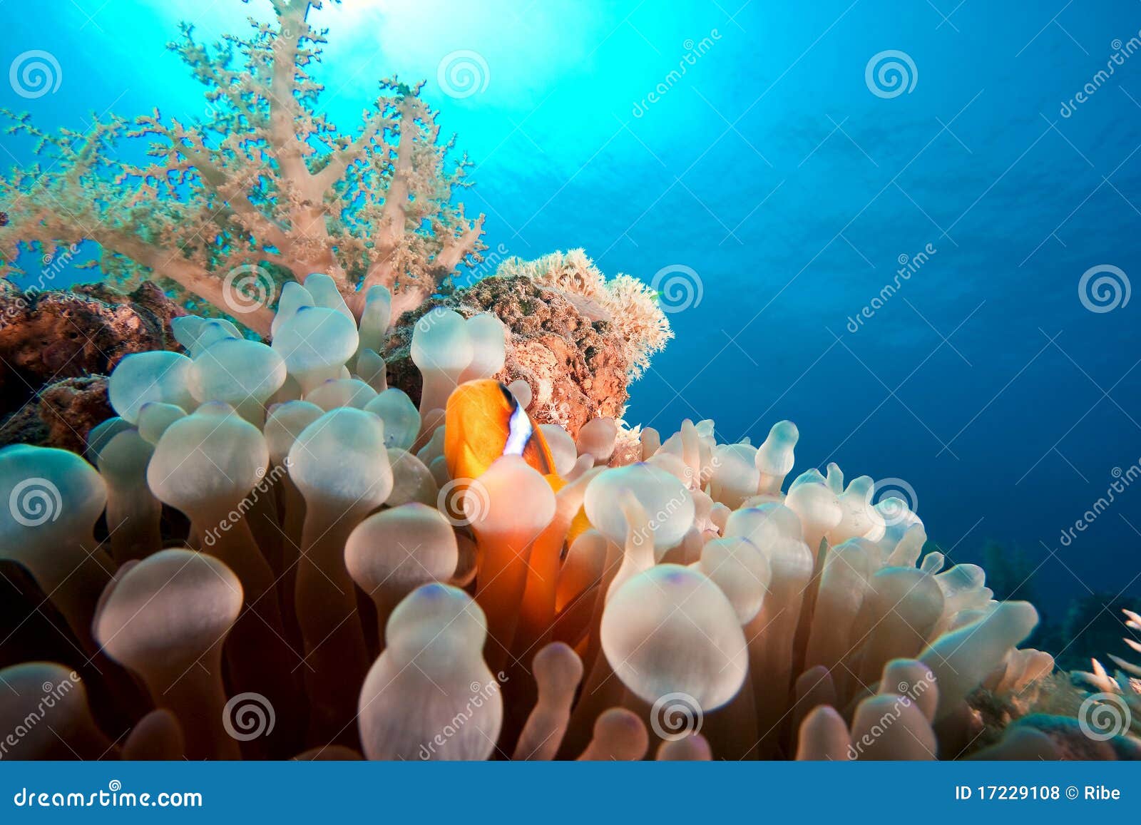 Underwater Tropical Reef Scene Stock Photo - Image of water, blue: 17229108