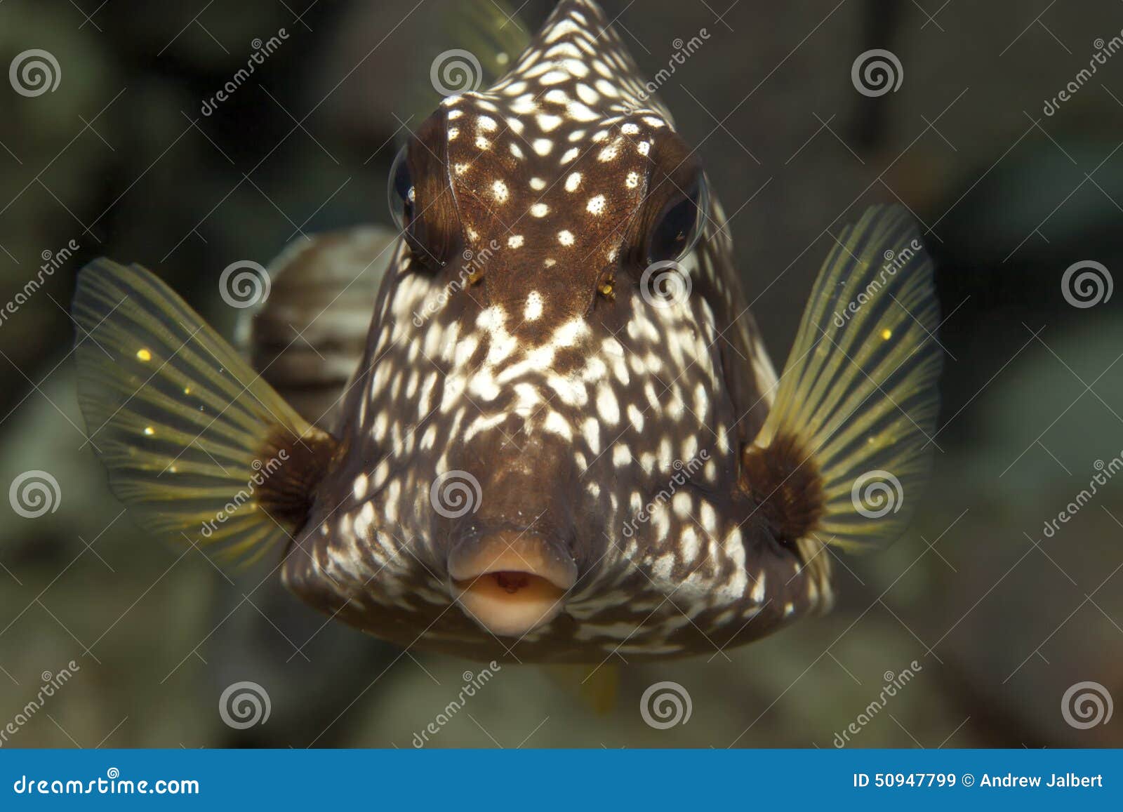 Underwater Tropical Trunk Fish, Bonaire Stock Image - Image of ...
