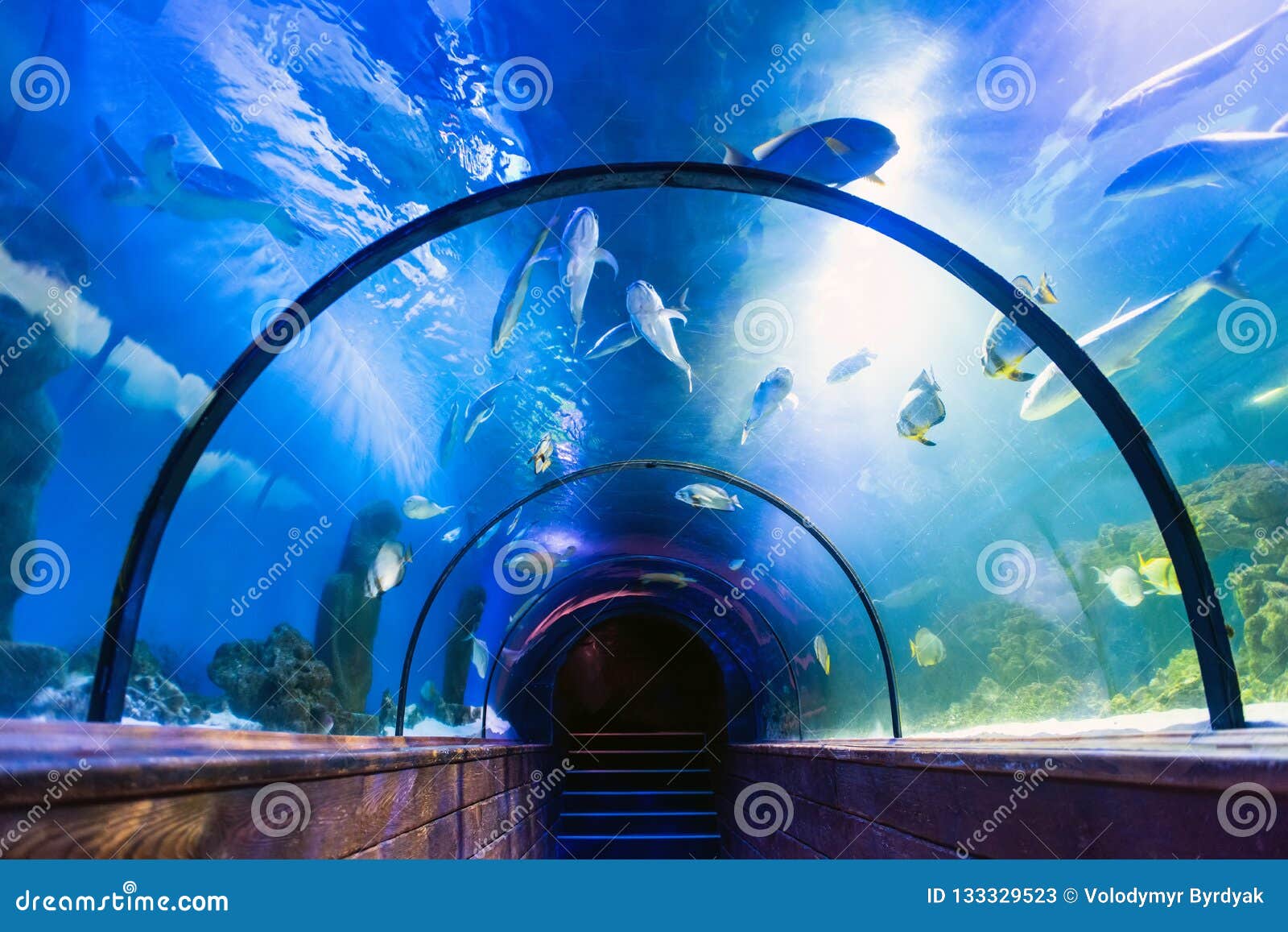 Underwater Tunnel in Oceanarium Stock Image - Image of aquarium ...