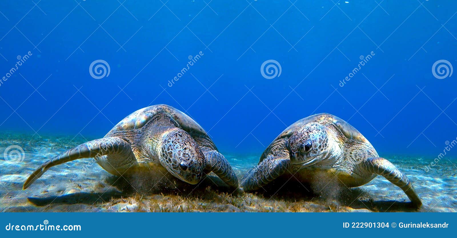 Turtle Eating Pile Of Cucumbers Royalty-Free Stock Photo ...