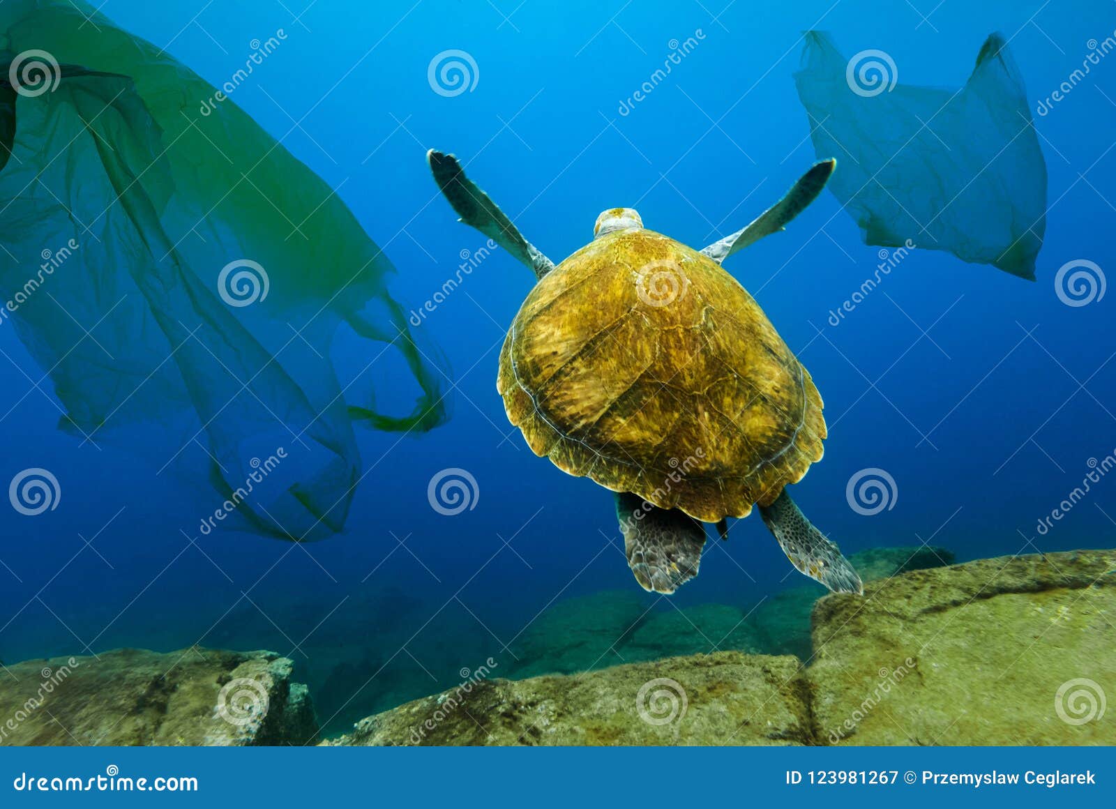 Underwater Turtle Floating Among Plastic Bags. Concept Of Pollution Of ...