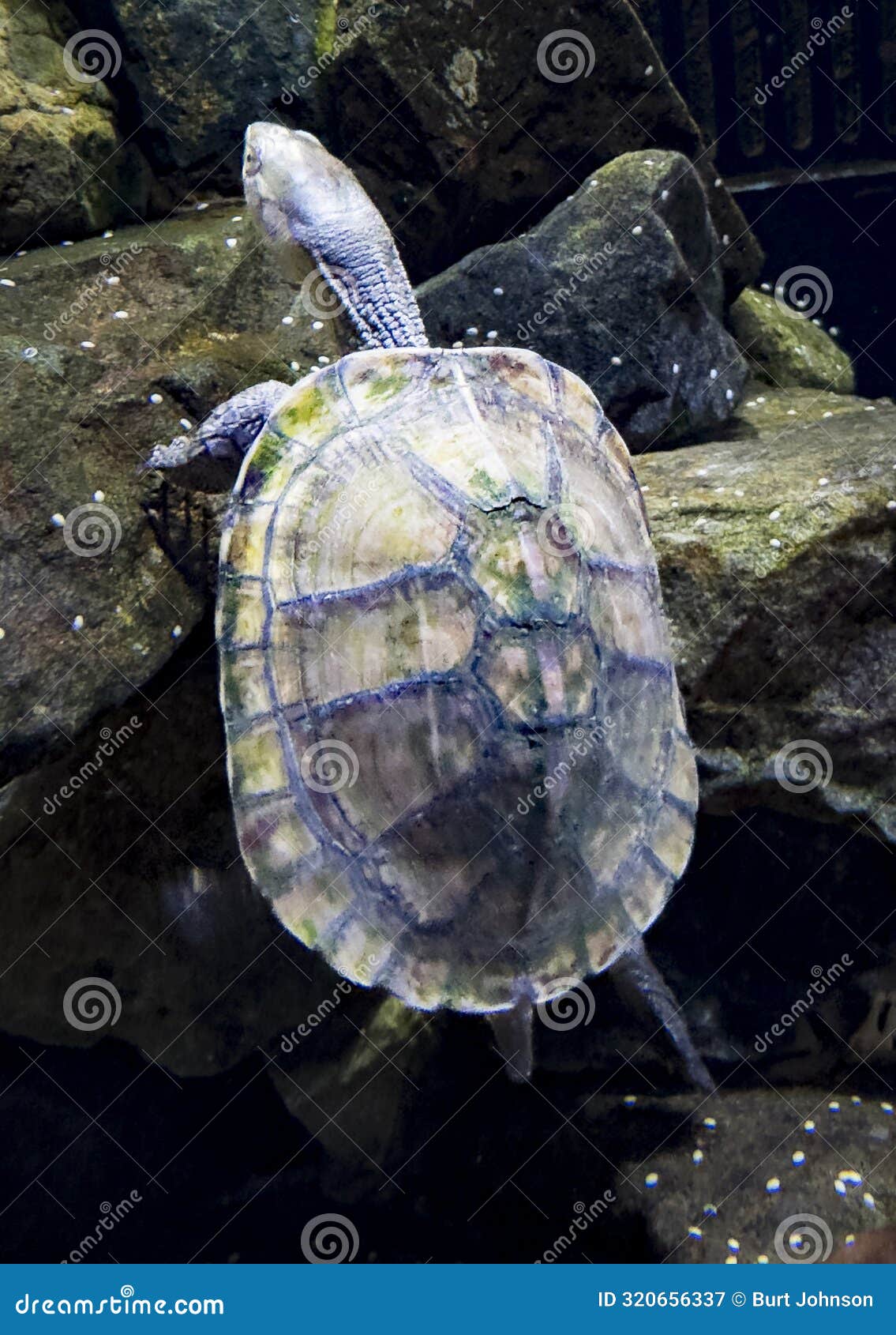 Underwater Turtle Resting on Rock Stock Image - Image of terrapin ...