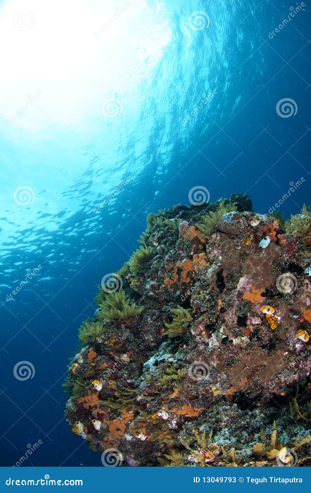 Underwater view stock image. Image of reefscape, beach - 13049793
