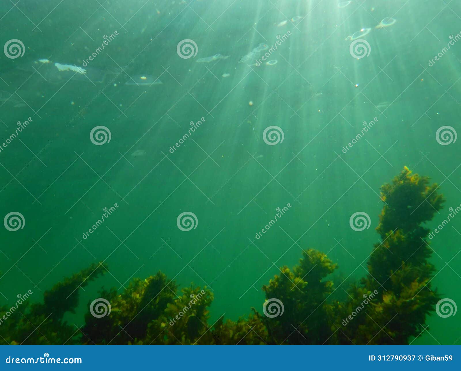 Chlorella Under The Microscope In Lab. Stock Photo | CartoonDealer.com ...