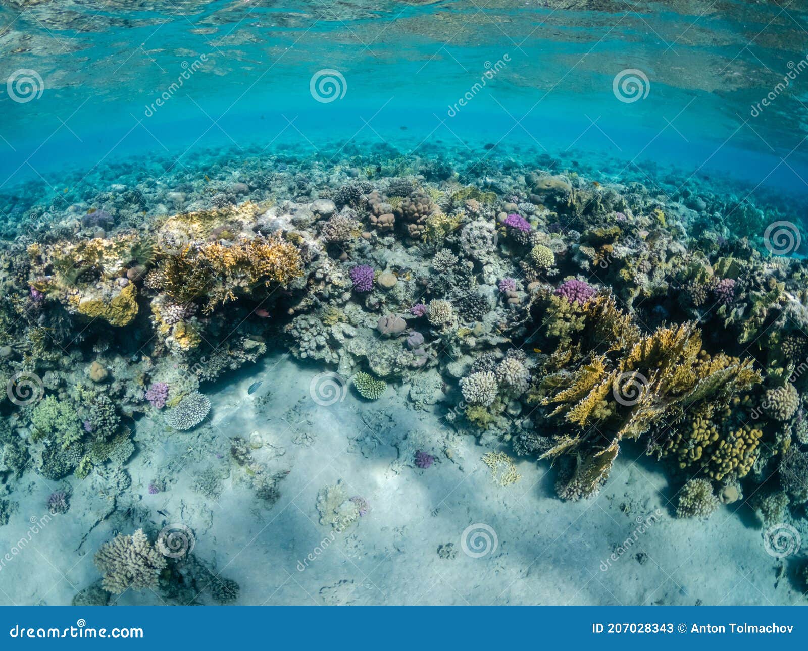 Underwater View of Amazing Coral Reef in Red Sea Stock Image - Image of ...