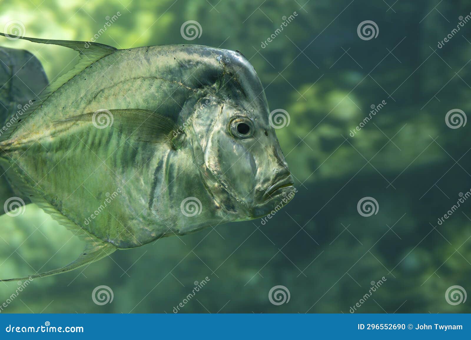 Underwater View of an Atlantic Moonfish Stock Photo - Image of water ...