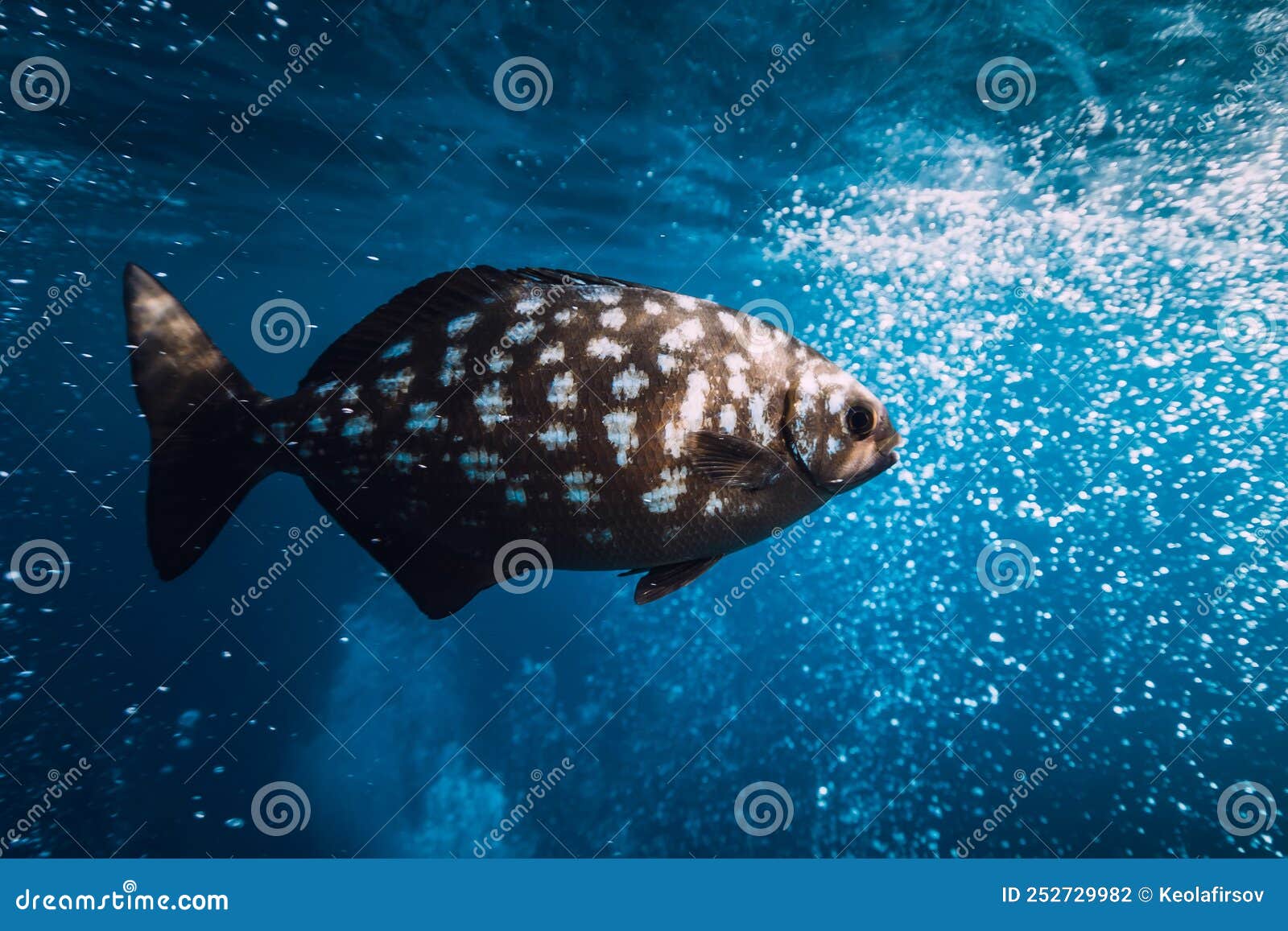 Underwater View with Big Fish in Ocean Stock Photo - Image of australia ...