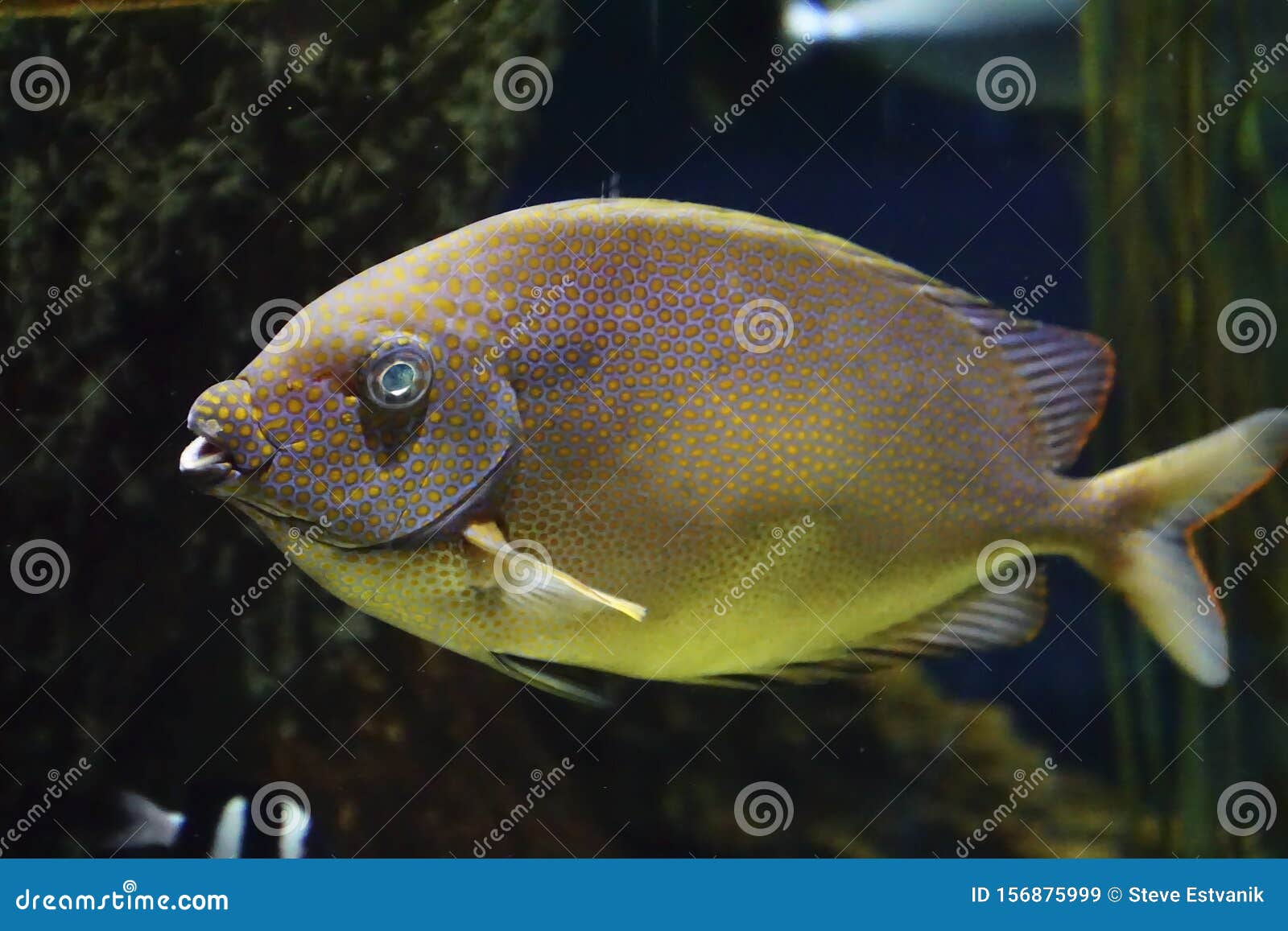 Underwater View of Bright Colored Fish Stock Image - Image of newport ...