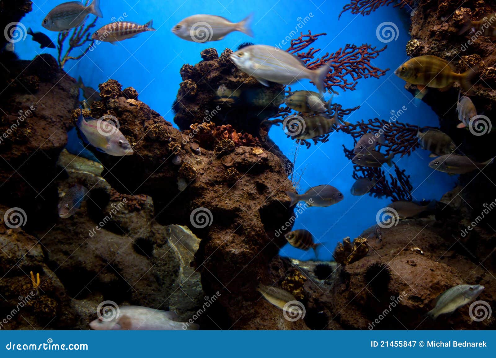 Underwater View, Fish, Coral Reef Stock Image - Image of colorful ...