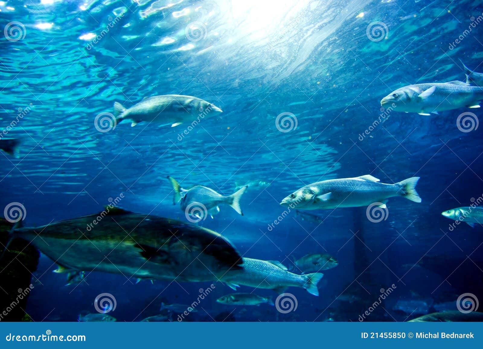 Underwater View, Fish, Sunlight Stock Photo - Image of tourism, dive ...