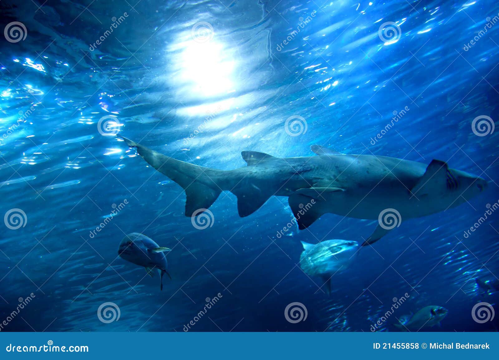 Underwater View, Fish, Sunlight Stock Photo - Image of animal, aquarium ...