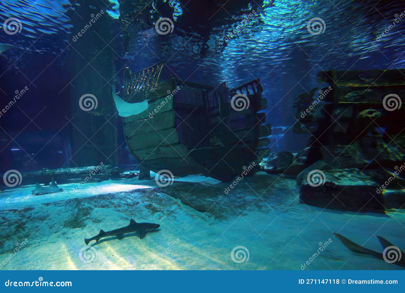 Underwater View of Fish Swimming Around a Broken Sunken Ship Stock ...