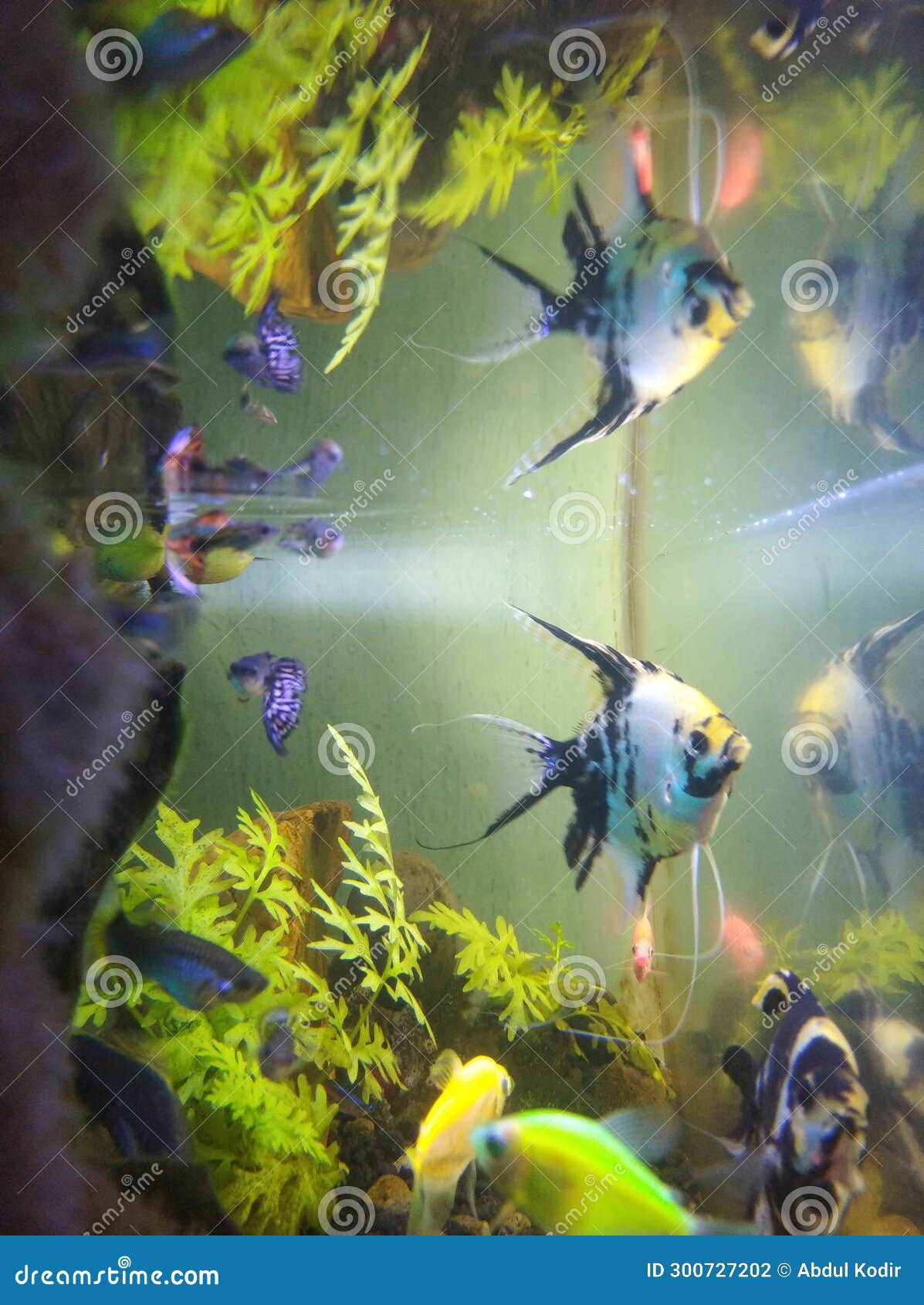 Underwater View Fish, Water & Tree Stock Photo - Image of tree, view ...