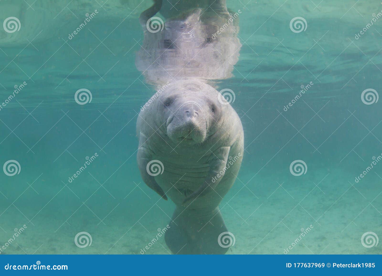 Underwater View of Florida Manatee Stock Image - Image of snorkel ...