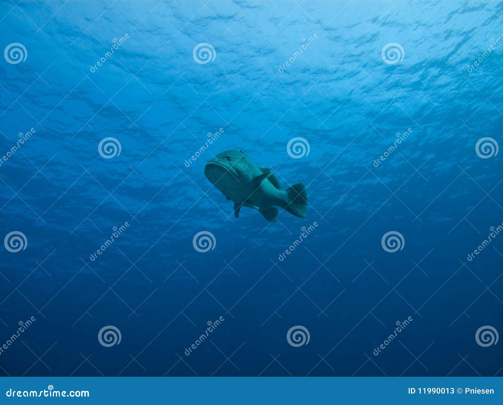 Underwater View of Giant Potato Cod, GB Reef AU Stock Image - Image of ...