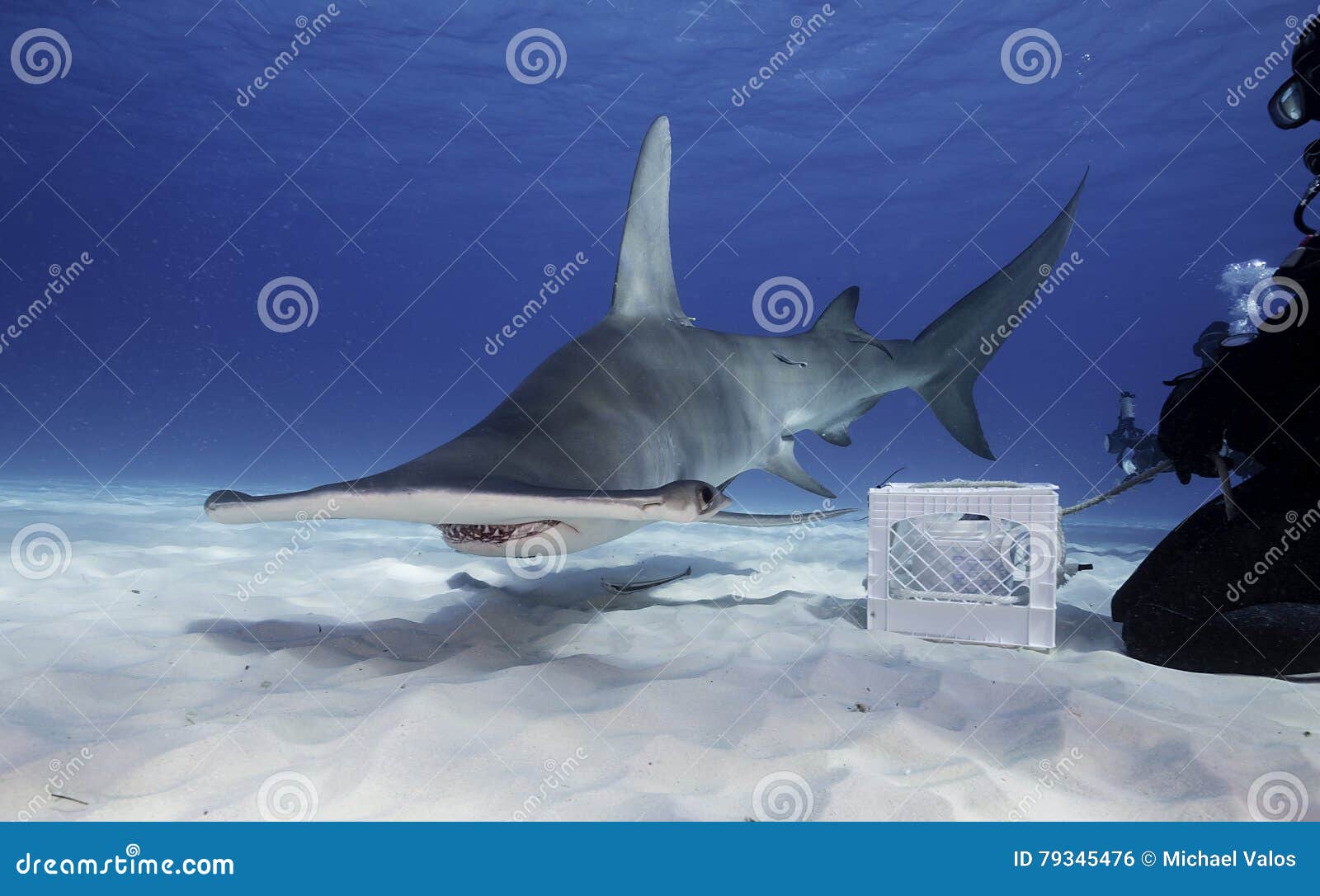 Hammerhead Shark Feeding