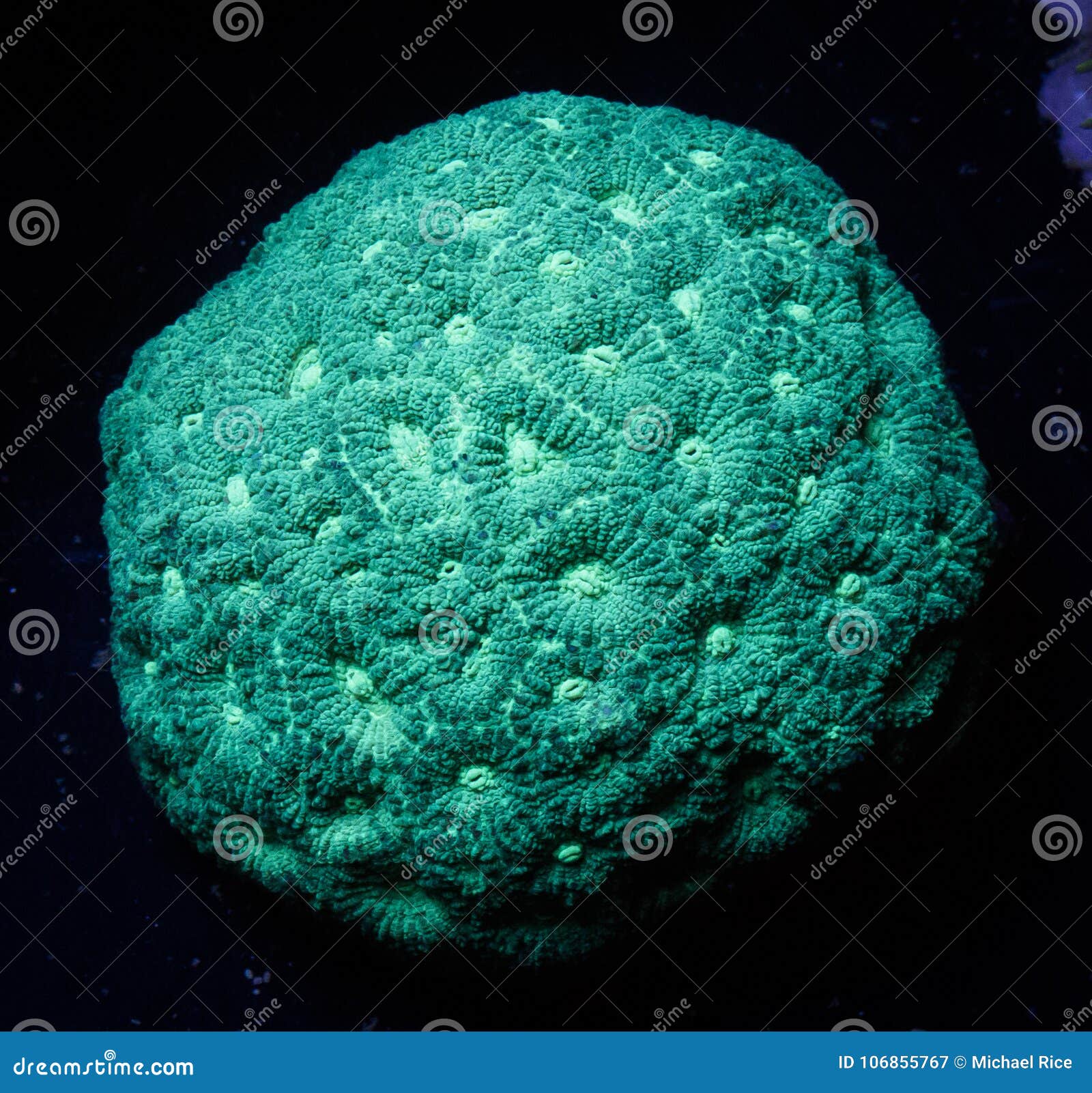Green favia brain coral stock image. Image of underwater - 106855767